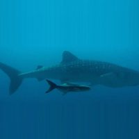 BGi.uk – Insurance & Risk Management